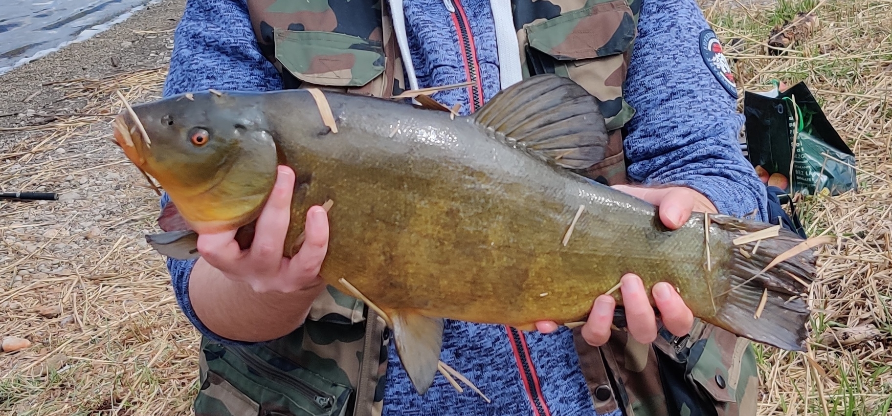 Tinca tinca (Linnaeus, 1758)