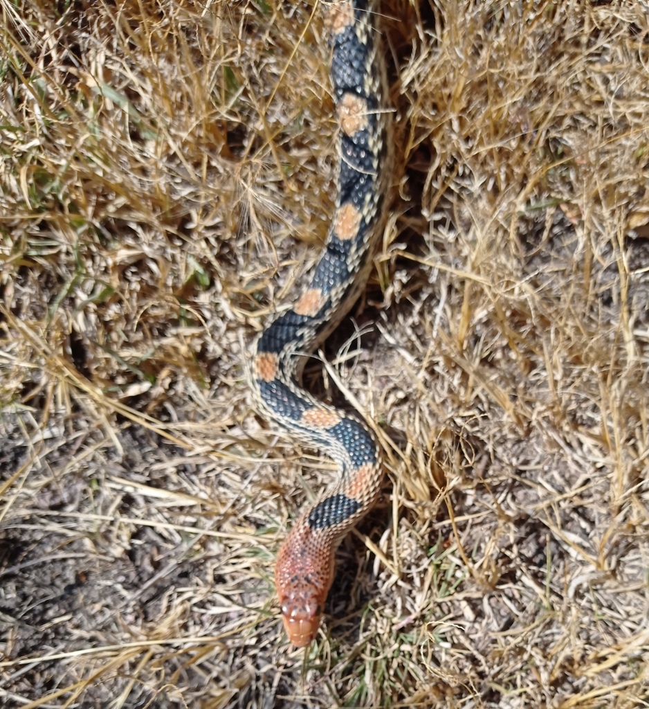 Mexican Bull Snake from Ecatepec de Morelos, Méx., México on November ...