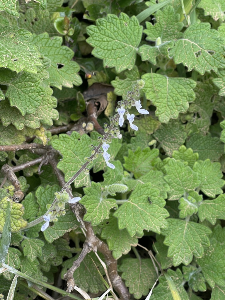 Vicks Plant (Coleus hadiensis) - Botanical Realm