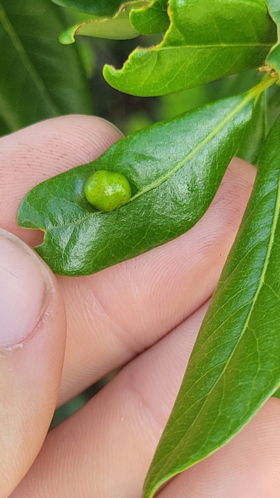 Aceria quercerina from Venice, FL 34292, USA on April 02, 2023 at 08:59 ...