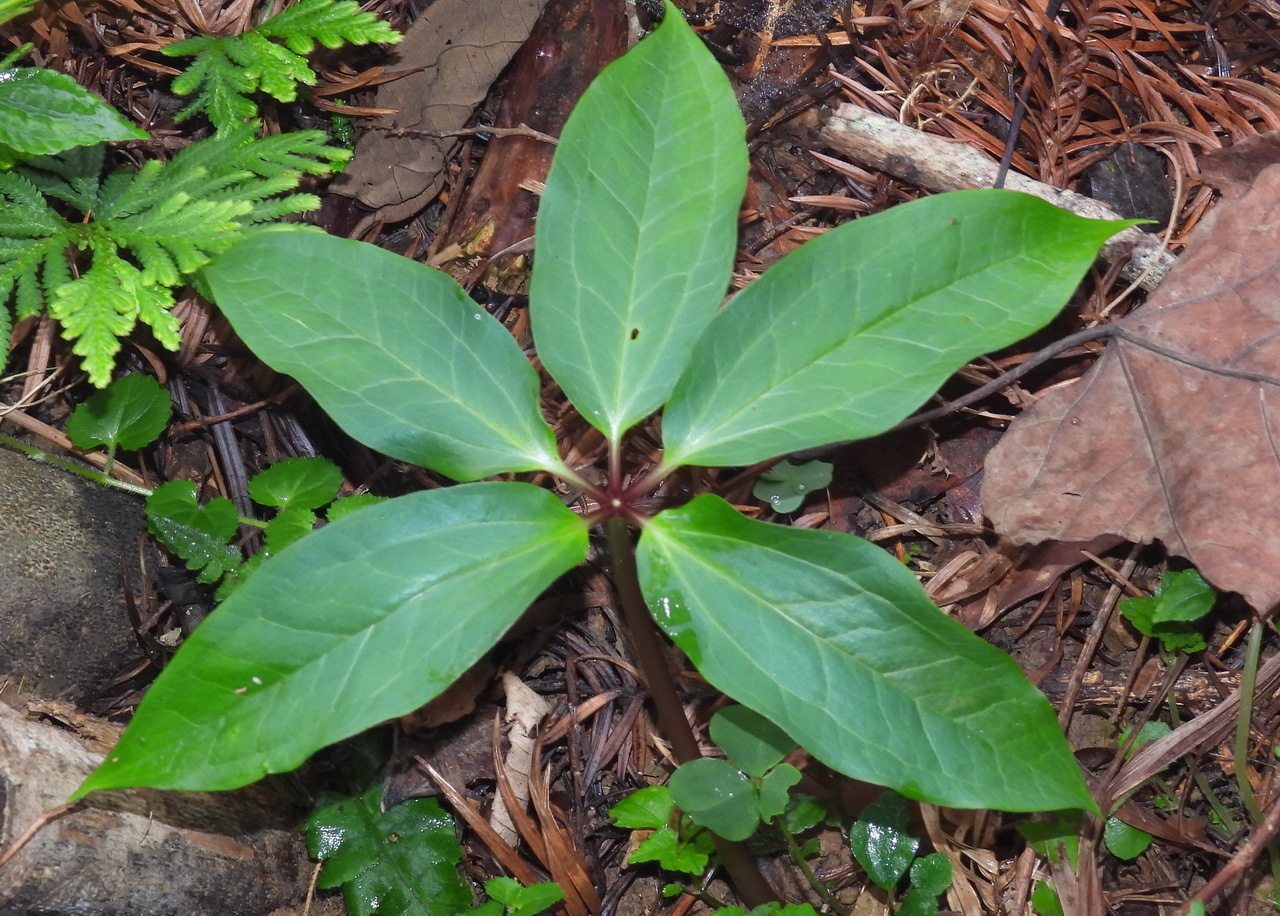 Paris polyphylla Sm.