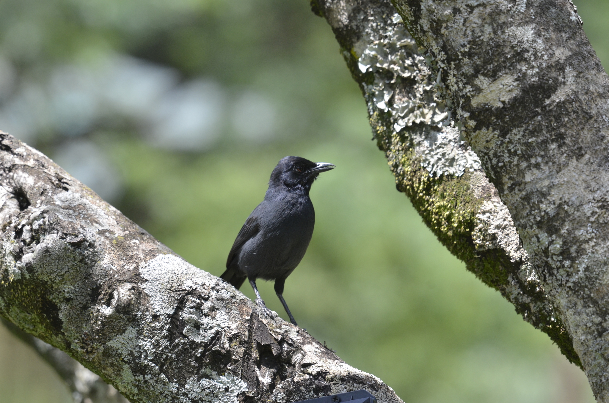 Laniarius funebris (Hartlaub, 1863)