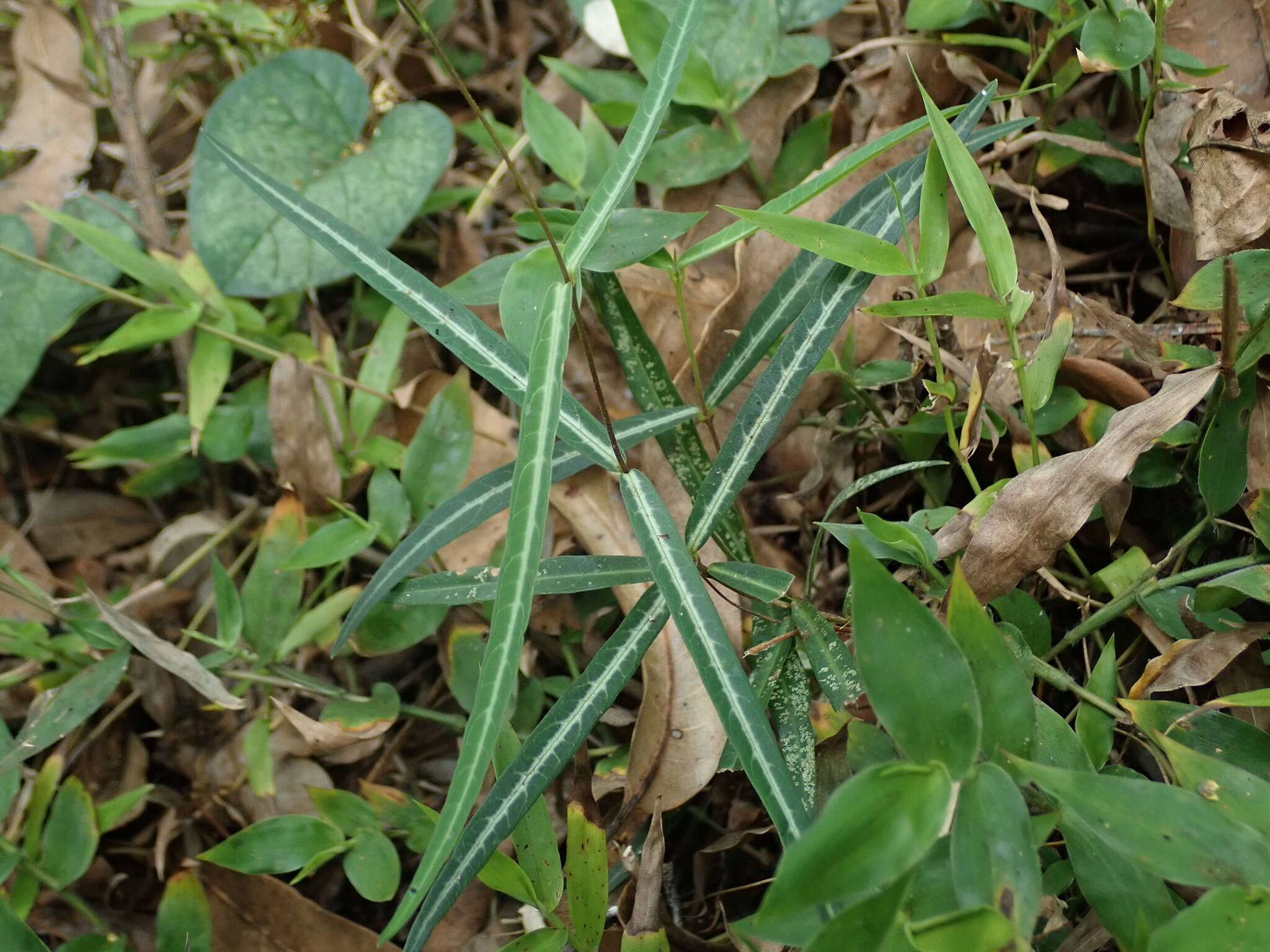 Hemidesmus indicus (L.) R.Br.