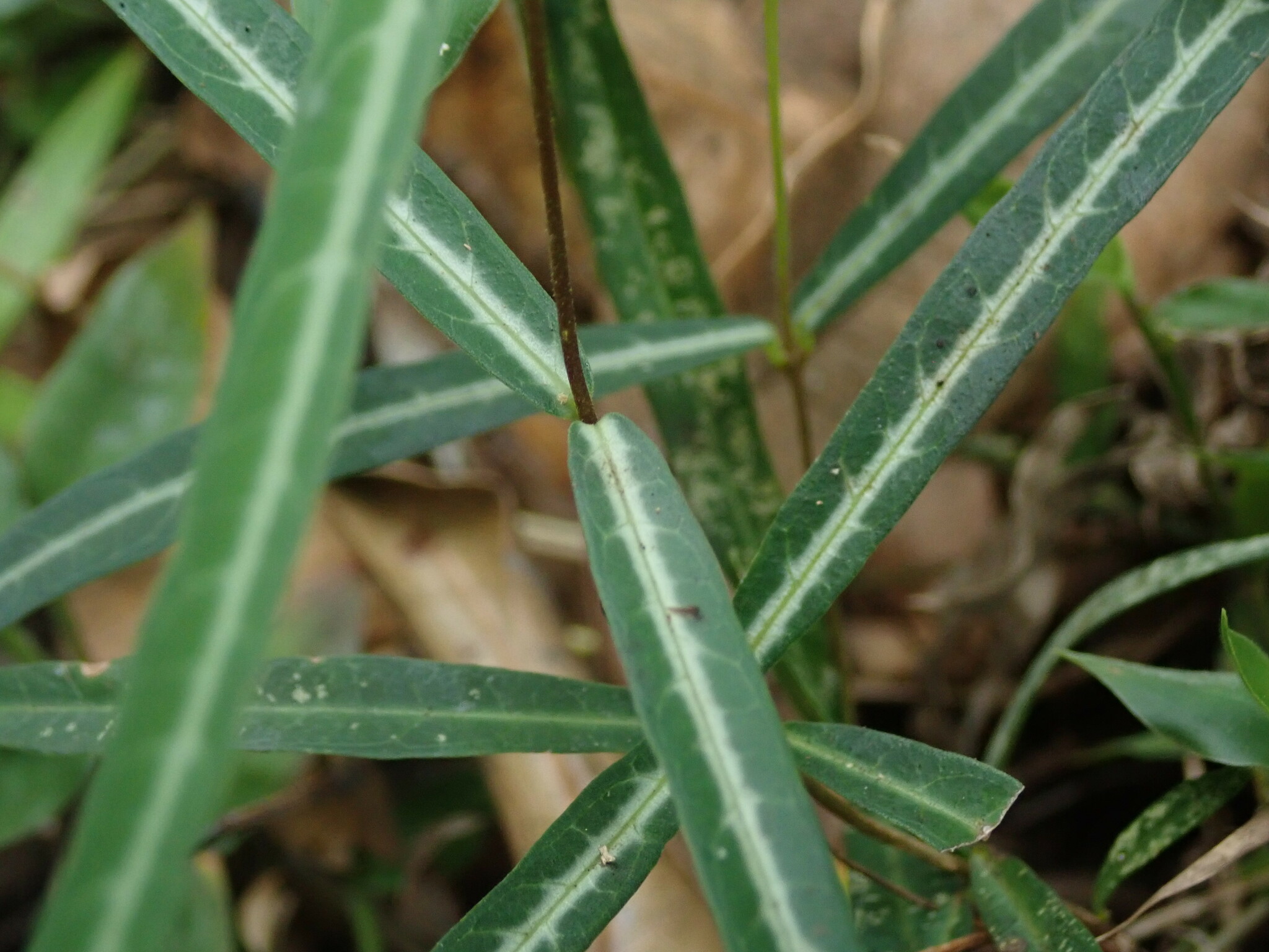 Hemidesmus indicus (L.) R.Br.