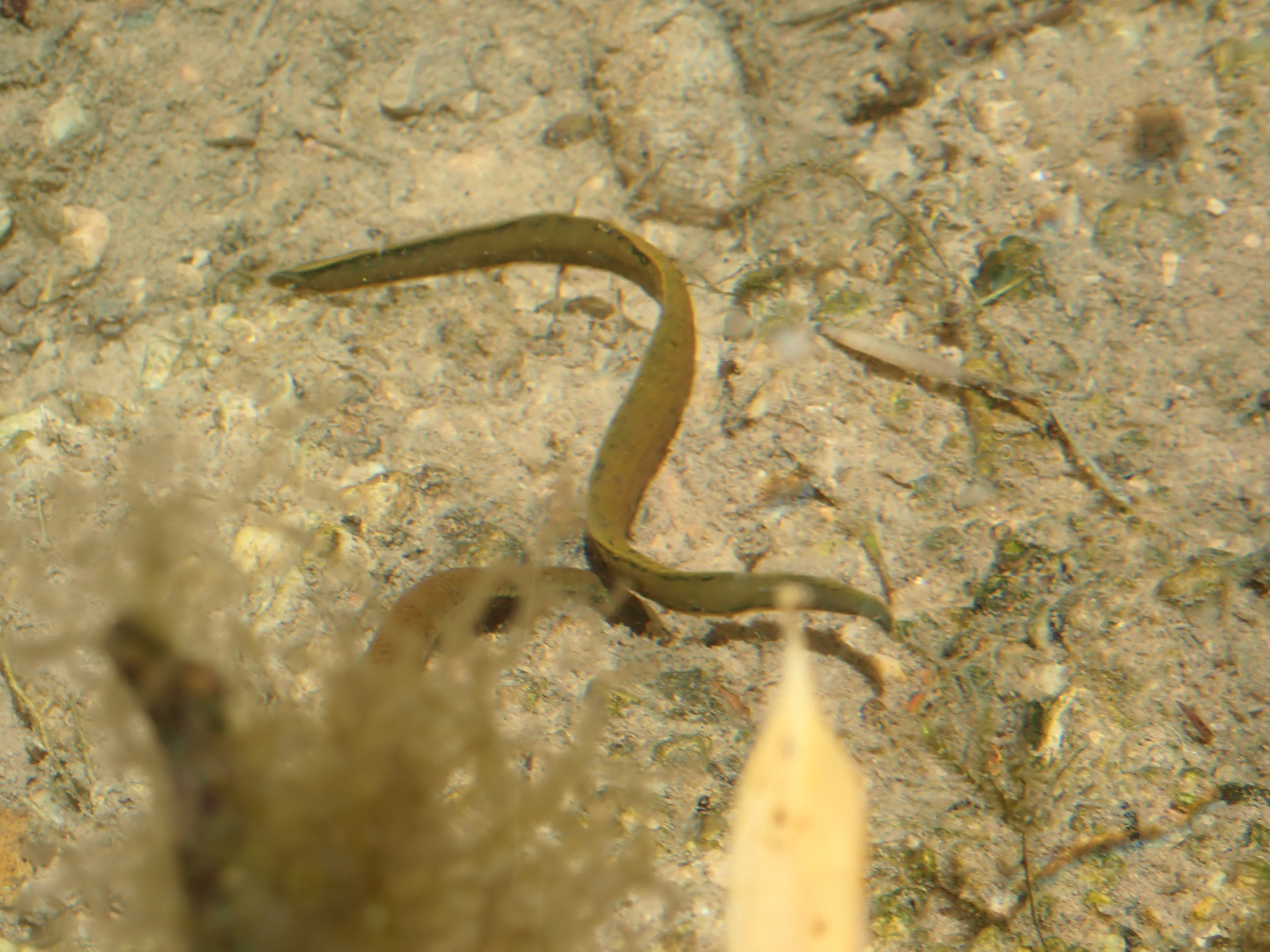 Haemopidae