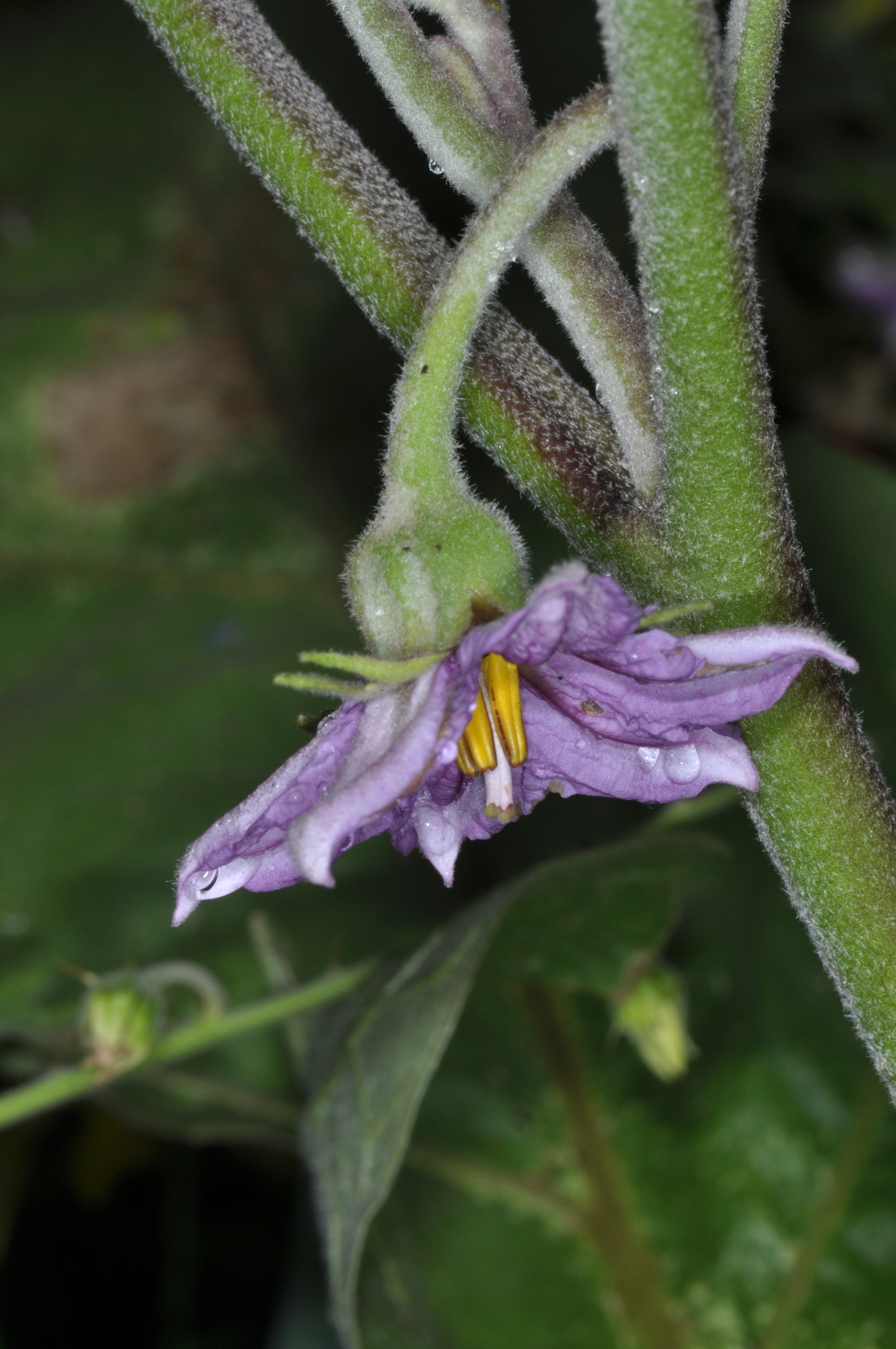Solanum melongena L.
