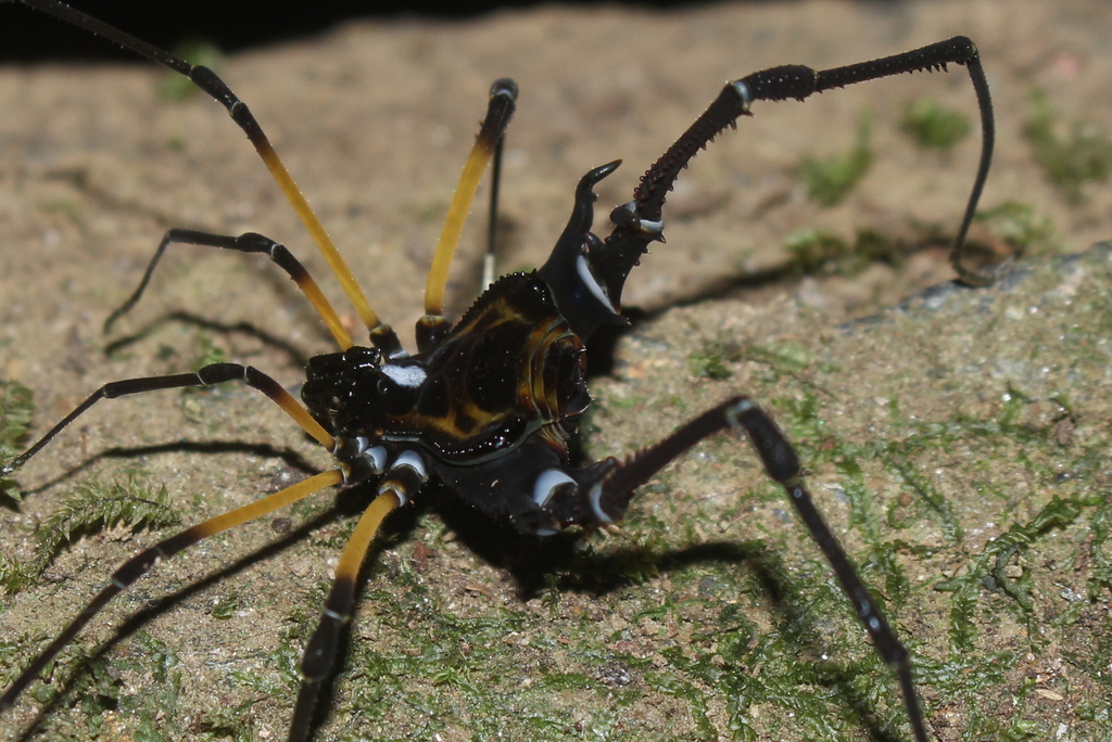 Sadocus polyacanthus from Arauco, Bío Bío, Chile on April 01, 2023 at ...