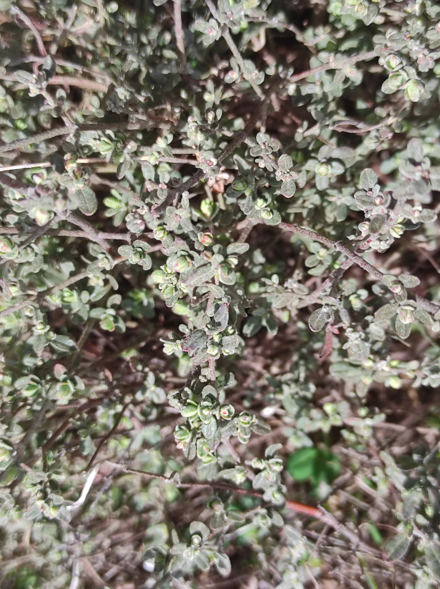 Halimium lasianthum subsp. alyssoides (Lam.) Greuter