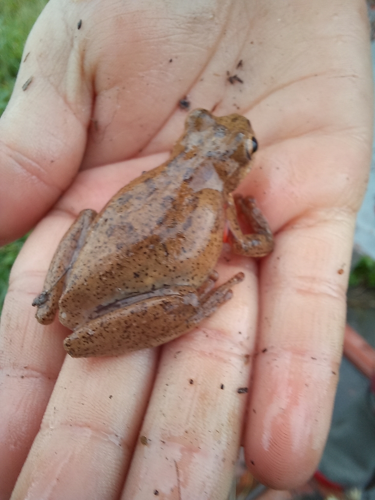 Boettger's Colombian Tree Frog from Circasia, Quindío, Colombia on ...