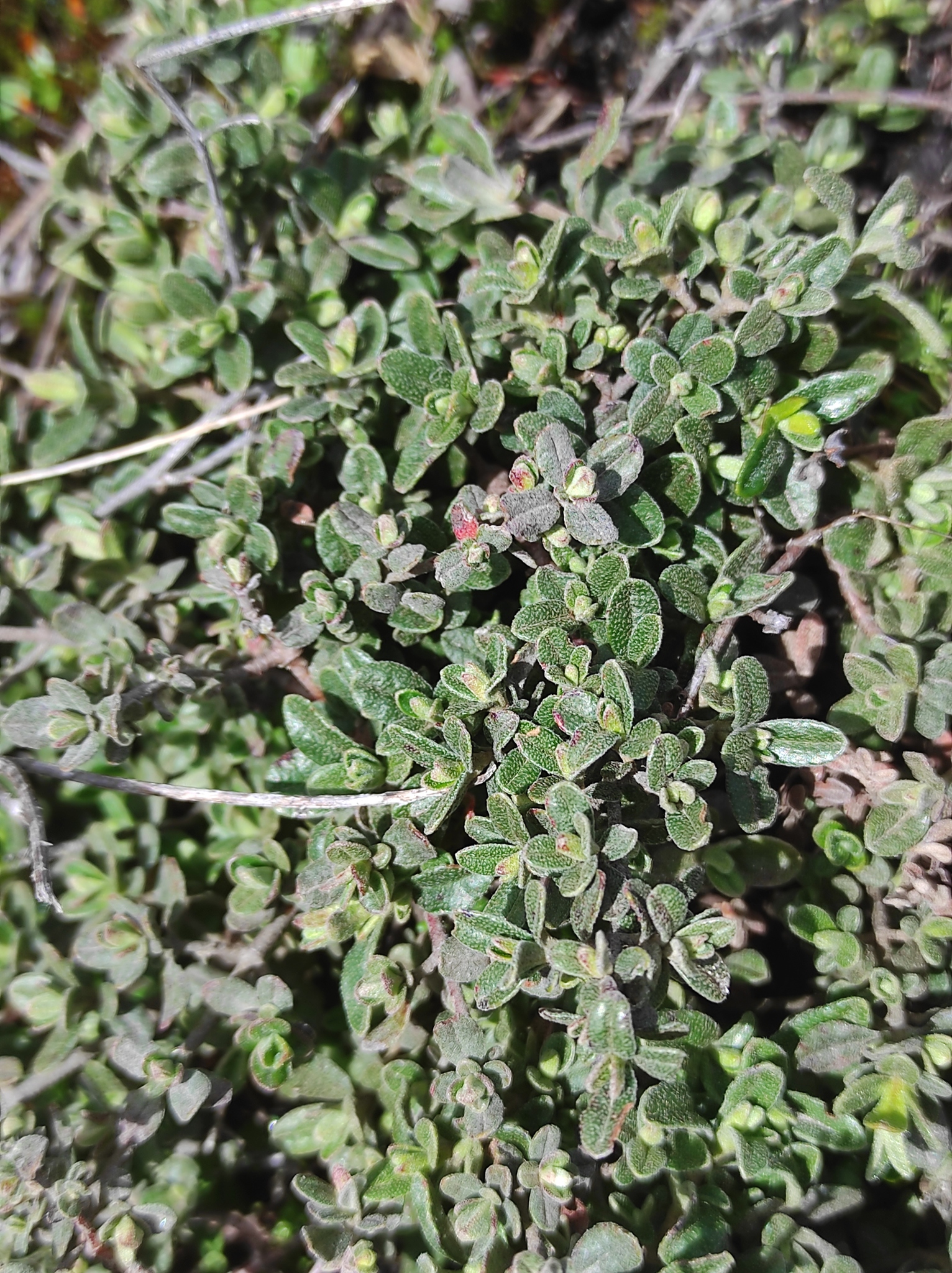 Halimium lasianthum subsp. alyssoides (Lam.) Greuter