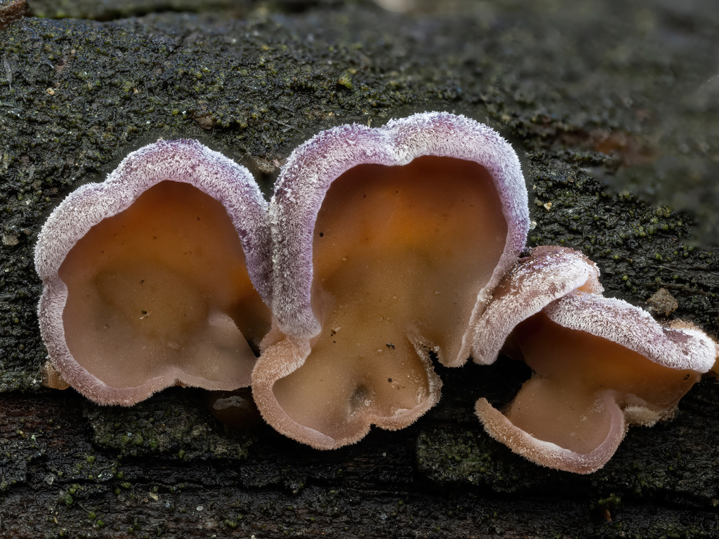 Cytidia stereoides in March 2023 by Stu Pickell. On Adenostoma ...