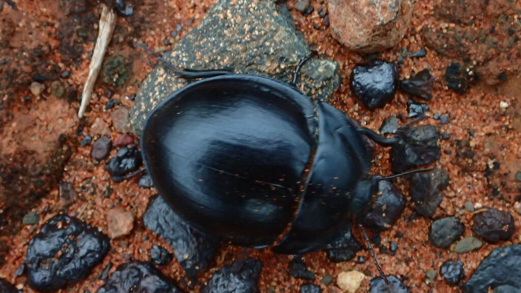 Heleina in April 2023 by Erich Volschenk · iNaturalist