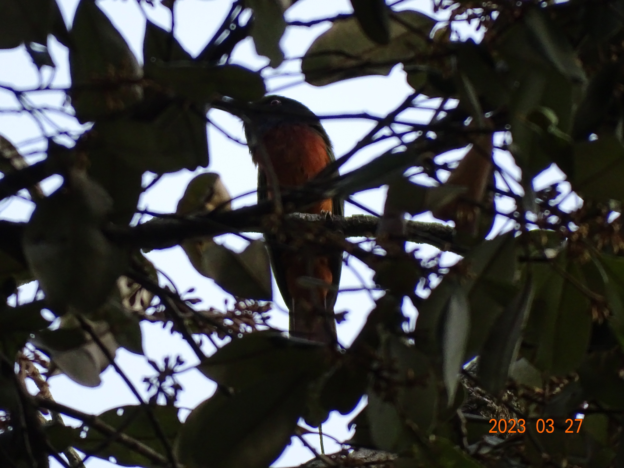 Merops breweri (Cassin, 1859)