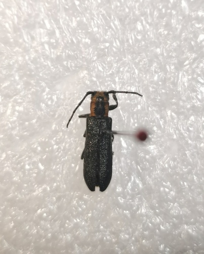 Saperda bilineatocollis · iNaturalist