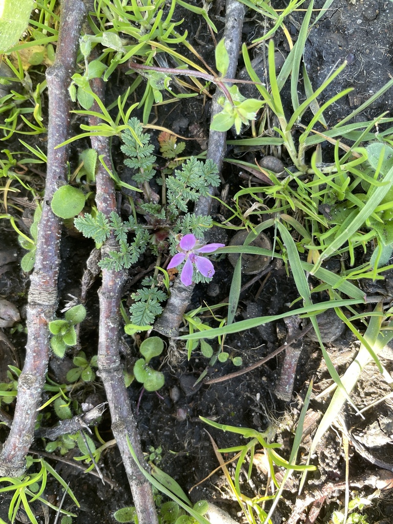 Redstem Stork's-bill from Boars Tye Green, Witham, England, GB on April ...