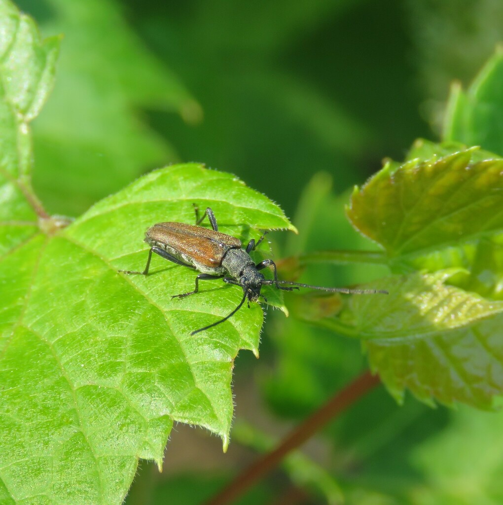 Changeable Flower Longhorn from 274 Raymond Rd, Colchester, VT 05446 ...