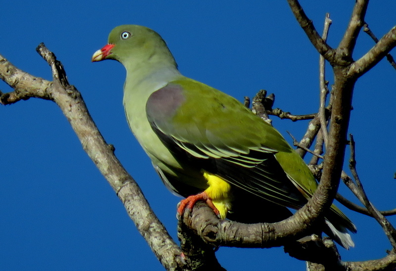 Treron calvus (Temminck, 1811)