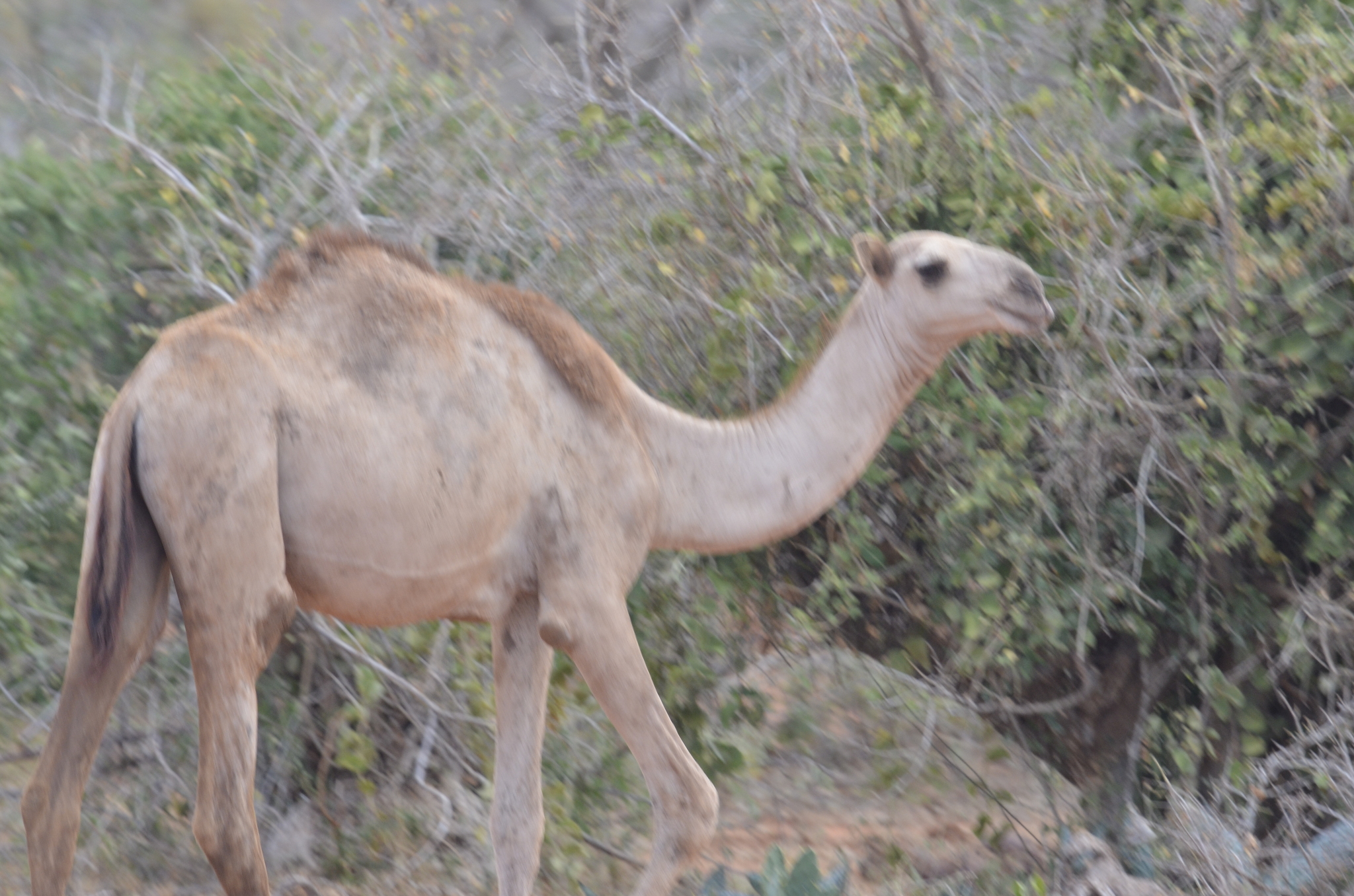 Camelus dromedarius Linnaeus, 1758