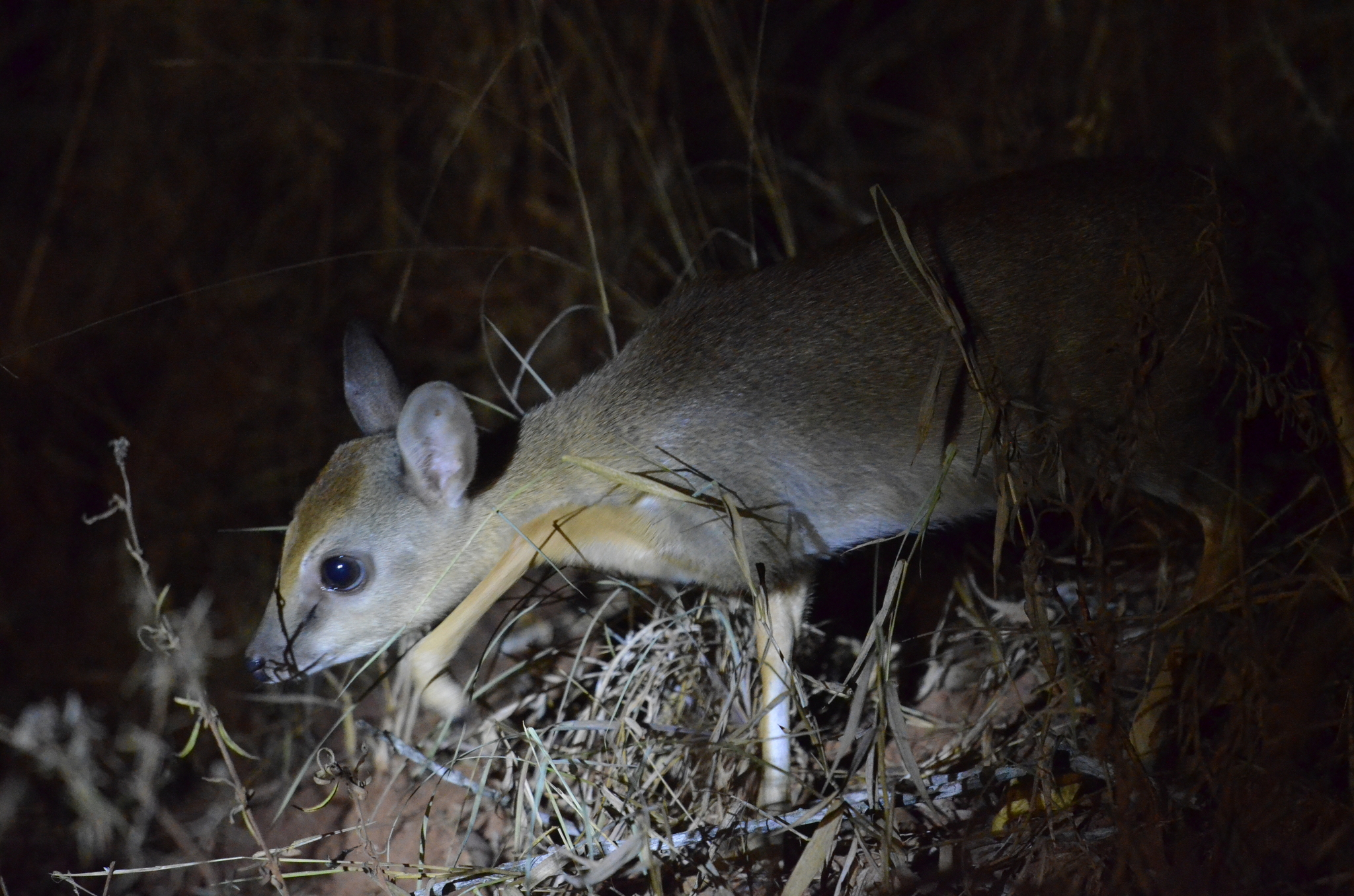 Neotragus moschatus (Von Dueben, 1846)
