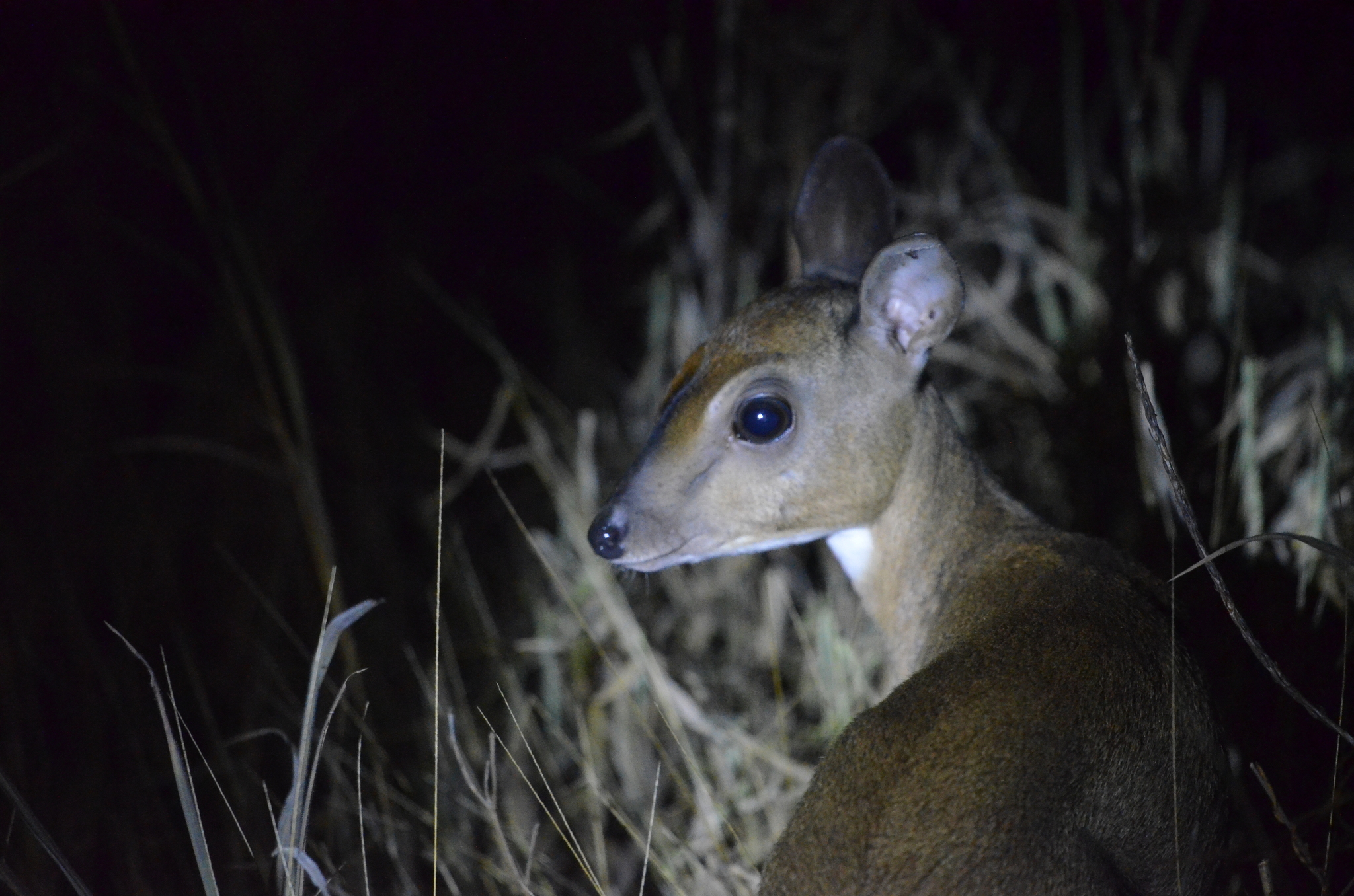 Neotragus moschatus (Von Dueben, 1846)