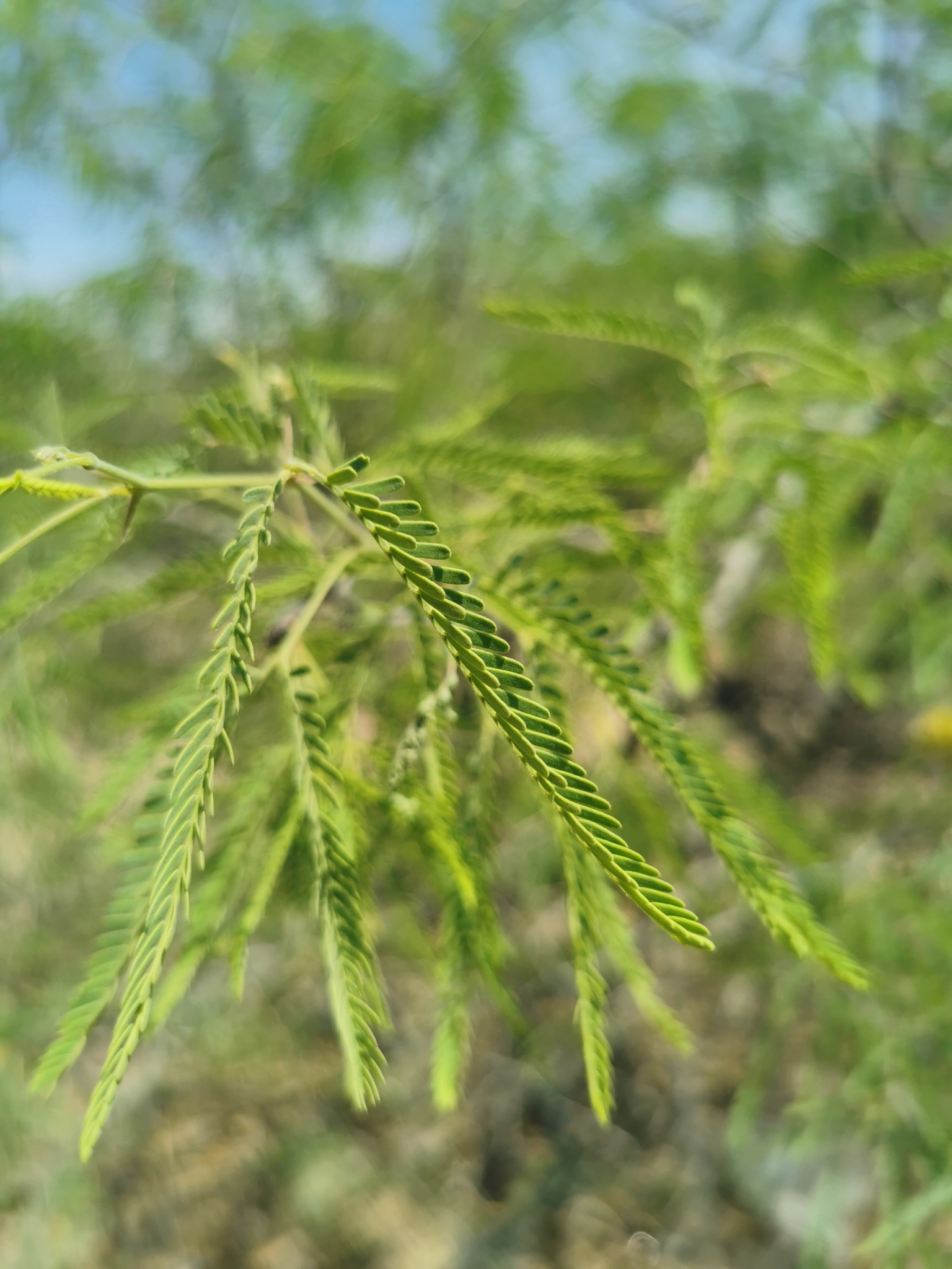 Prosopis laevigata (Humb. & Bonpl. ex Willd.) M.C.Johnst.
