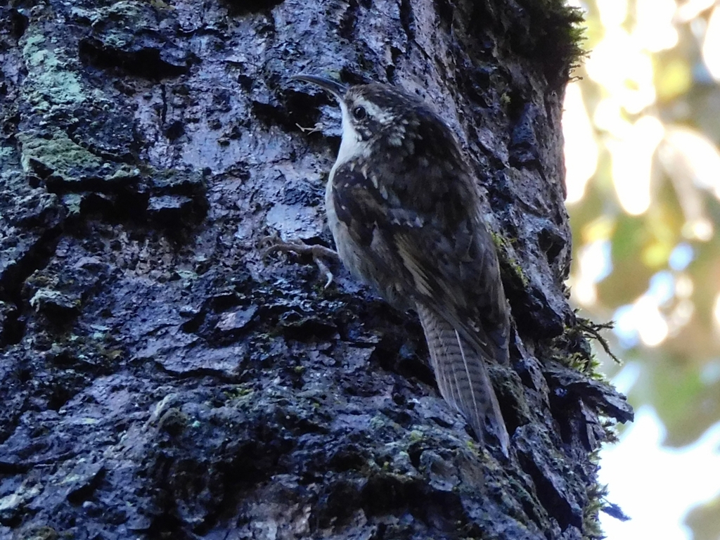 Bar-tailed Treecreeper from Mukteshwar, Uttarakhand, India on April 2 ...