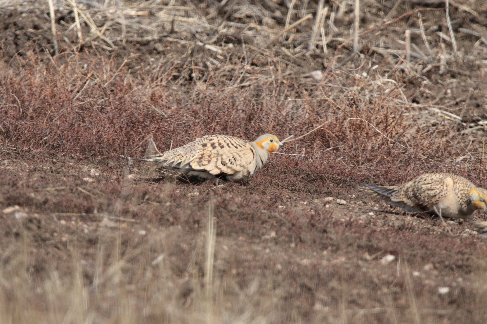 Syrrhaptes paradoxus (Pallas, 1773)