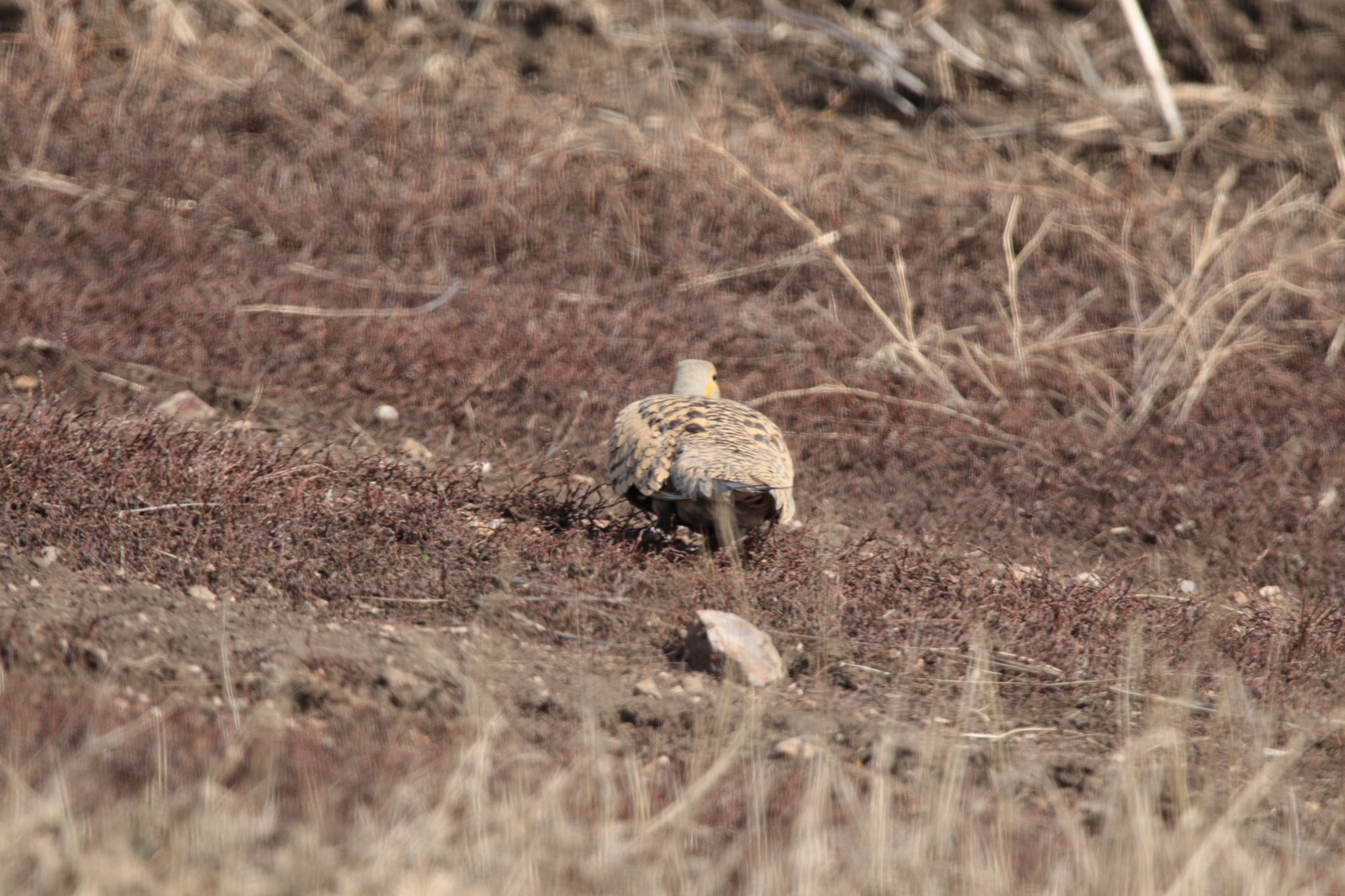 Syrrhaptes paradoxus (Pallas, 1773)
