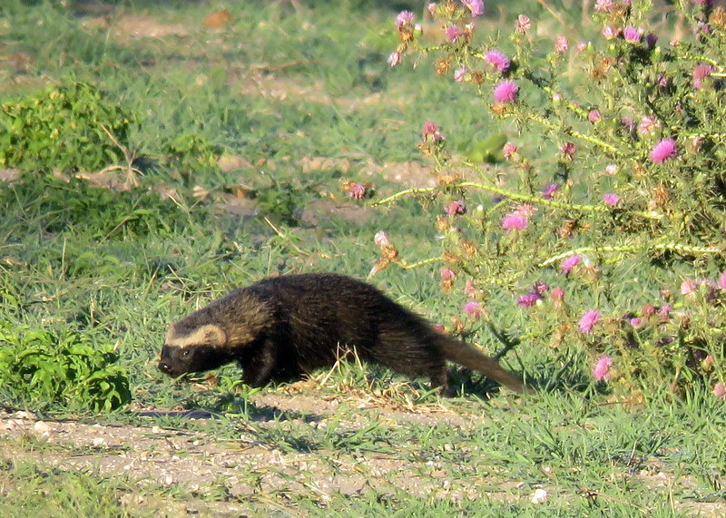 Lesser Grison from Las Flores, Pcia de Buenos Aires, Argentina on ...