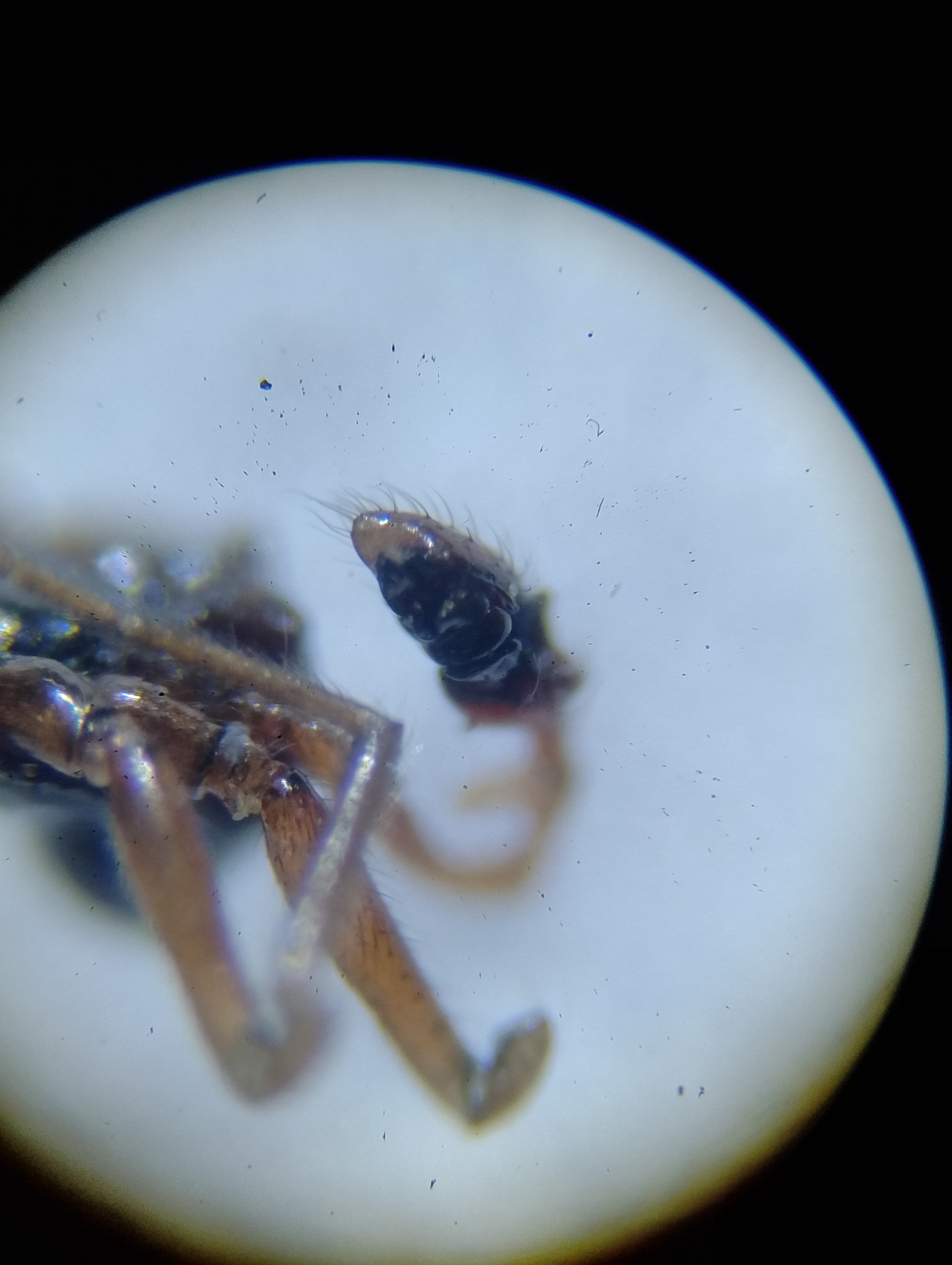 Erigone dentipalpis (Wider, 1834)