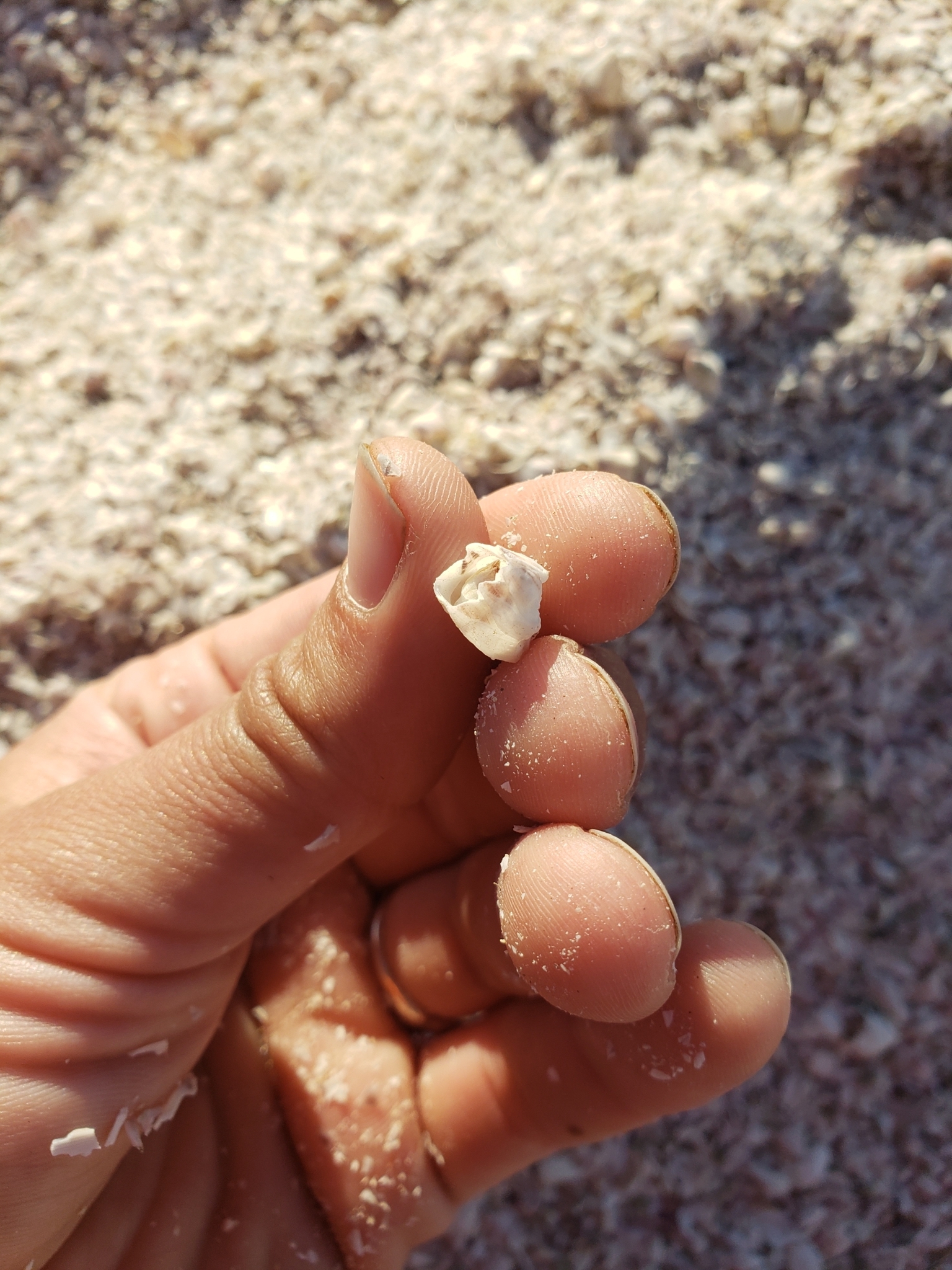 Amphibalanus amphitrite (Darwin, 1854)