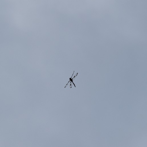 Epitheca princeps Hagen, 1861