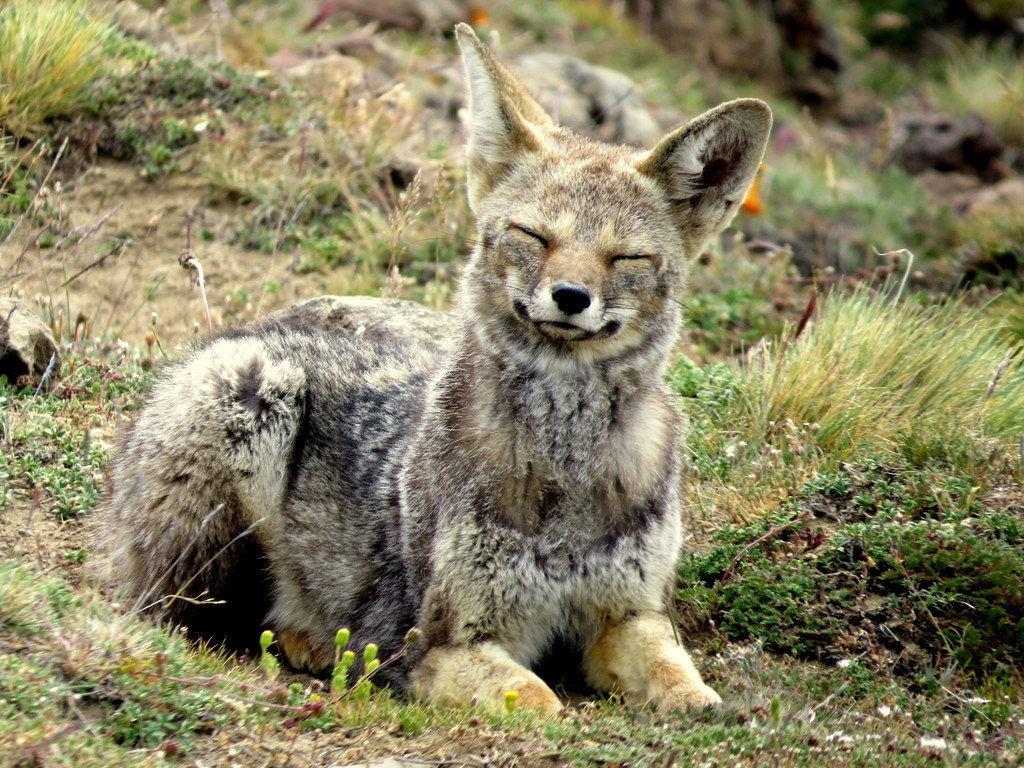 South American Foxes (Lycalopex) - Know Your Mammals