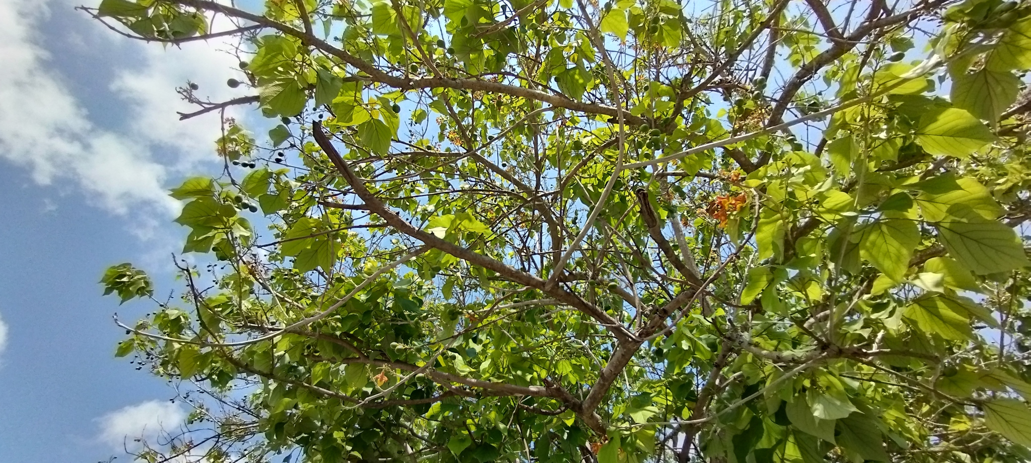 Gmelina arborea Roxb. ex Sm.