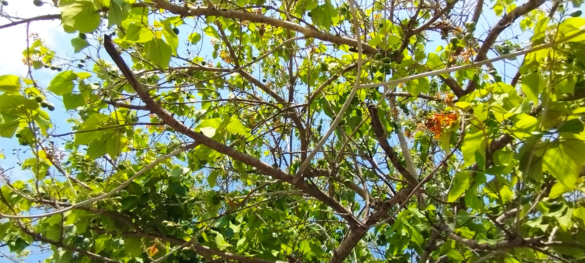 Gmelina arborea Roxb. ex Sm.