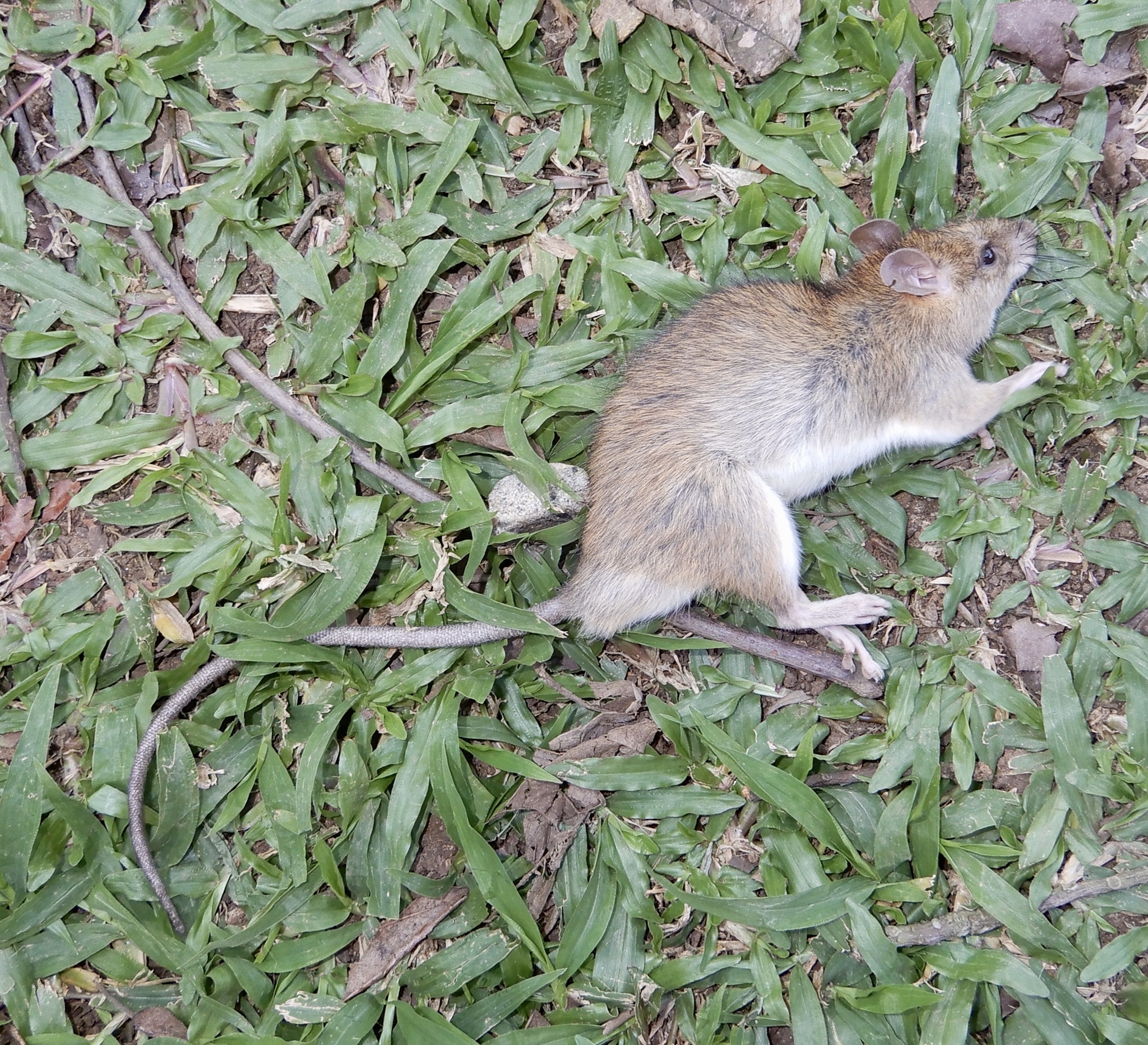 Rattus satarae Hinton, 1918