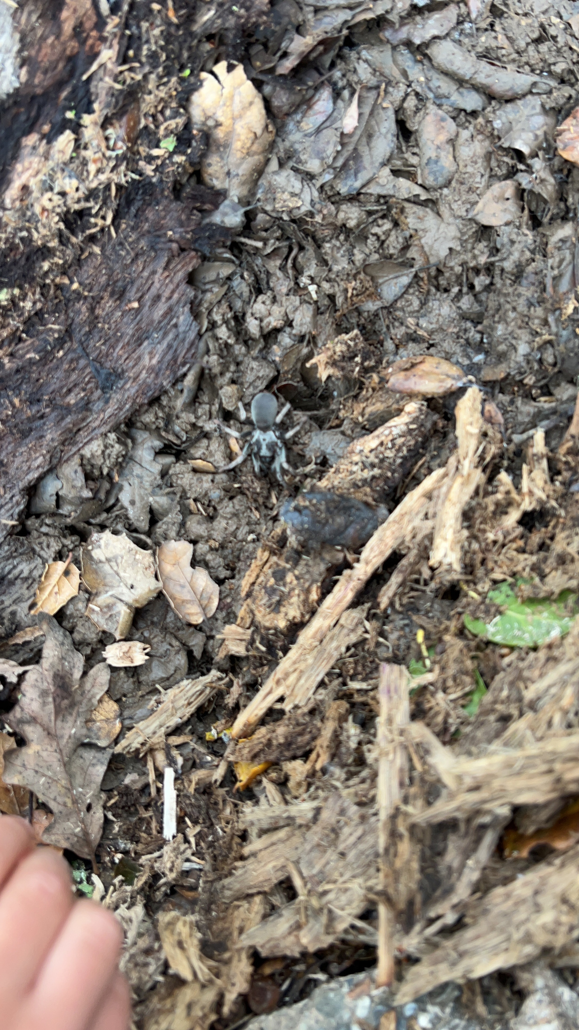 Calisoga longitarsis (Simon, 1891)