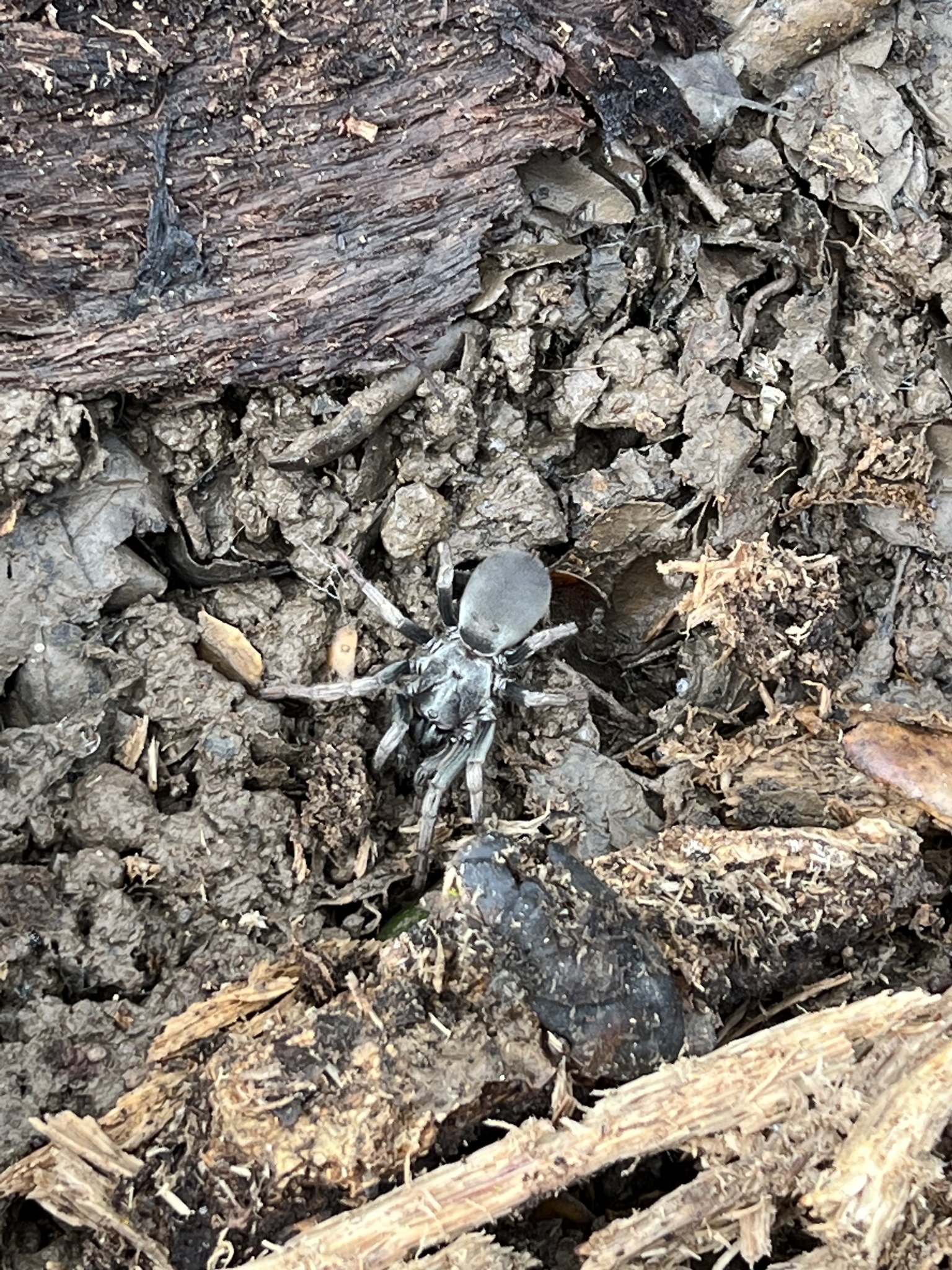 Calisoga longitarsis (Simon, 1891)