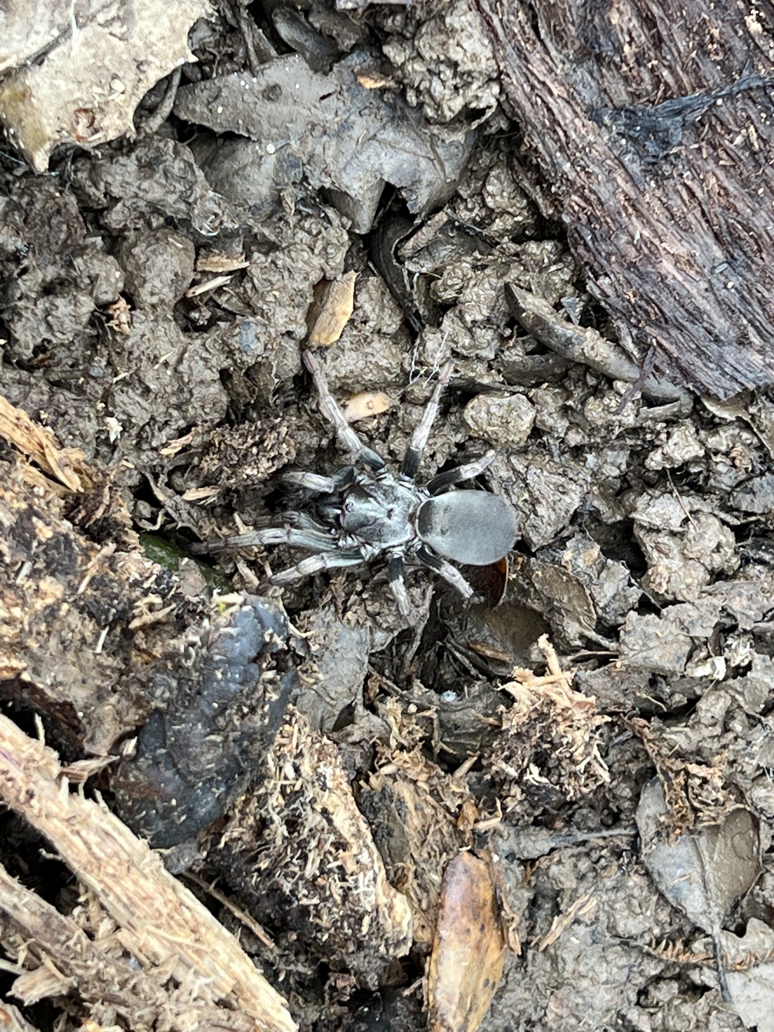 Calisoga longitarsis (Simon, 1891)