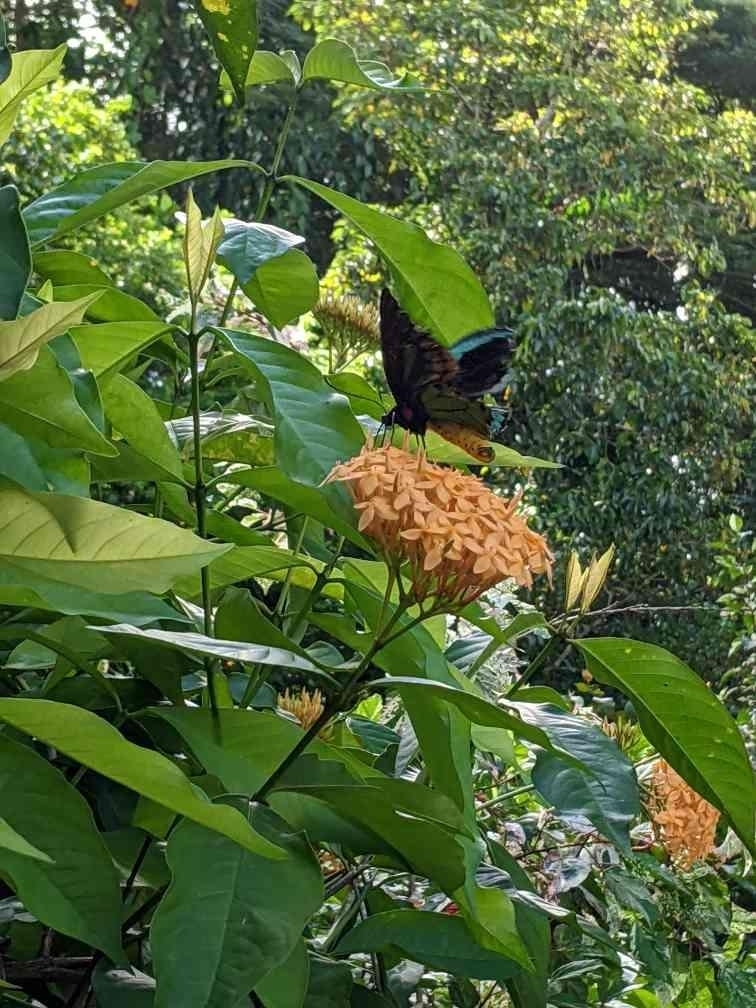 Common Green Birdwing from Talasea Rural LLG, Papua New Guinea on April ...