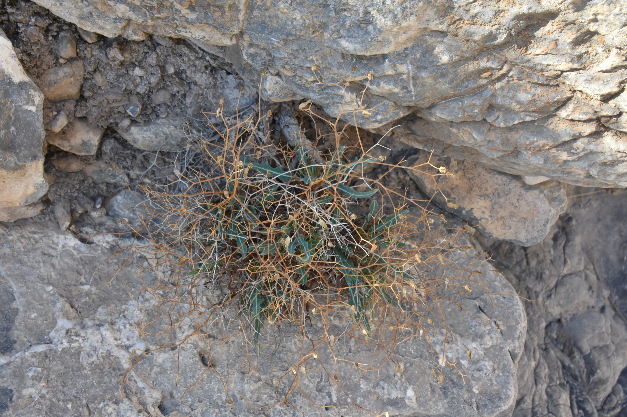 Launaea lanifera Pau