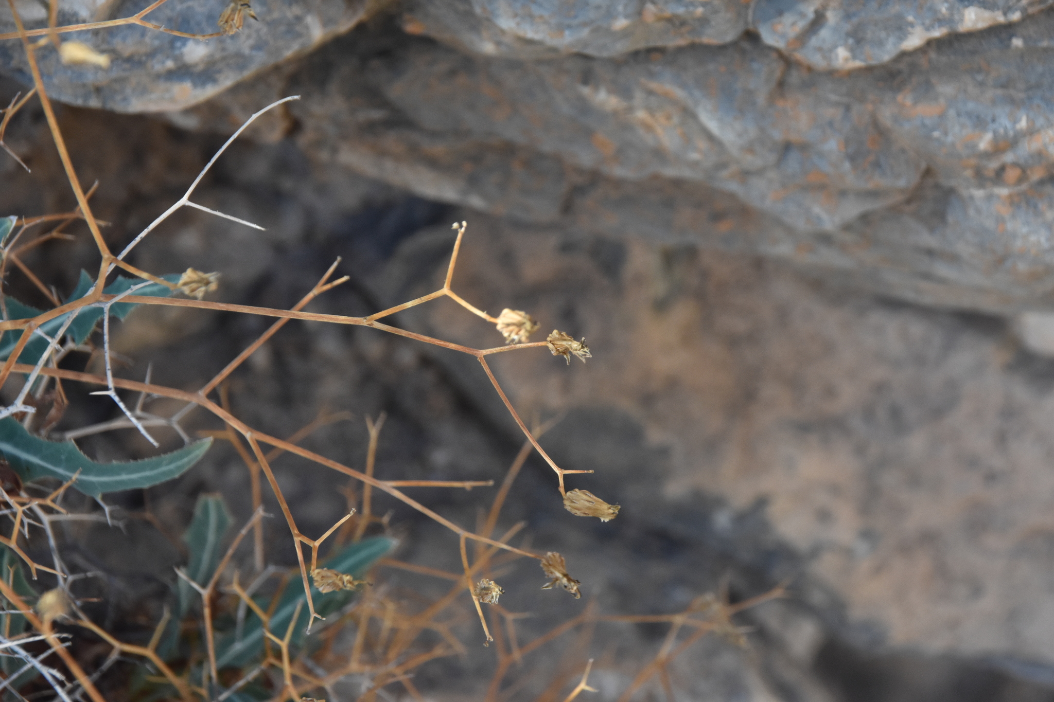 Launaea lanifera Pau