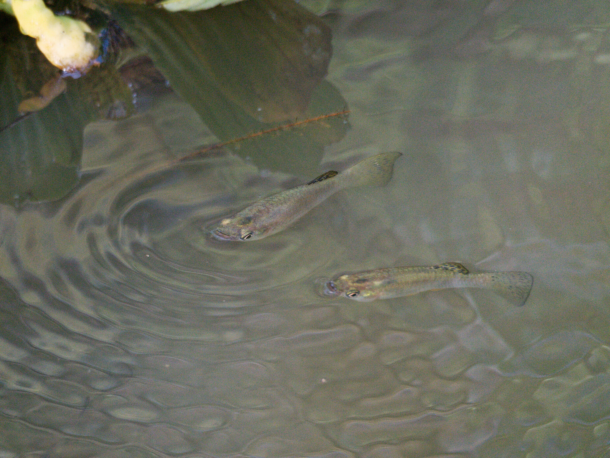 Poecilia gillii (Kner, 1863)