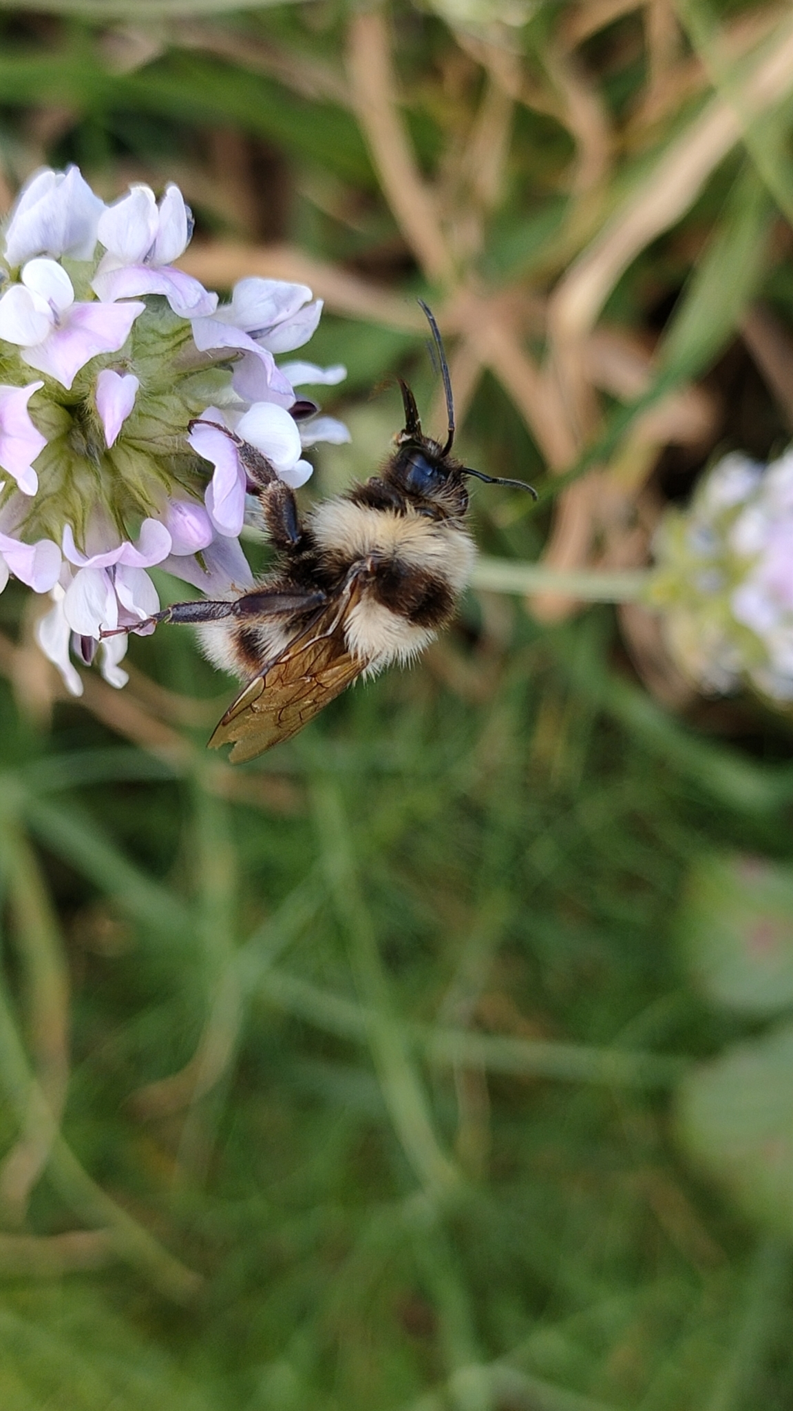 Bombus ruderatus (Fabricius, 1775)