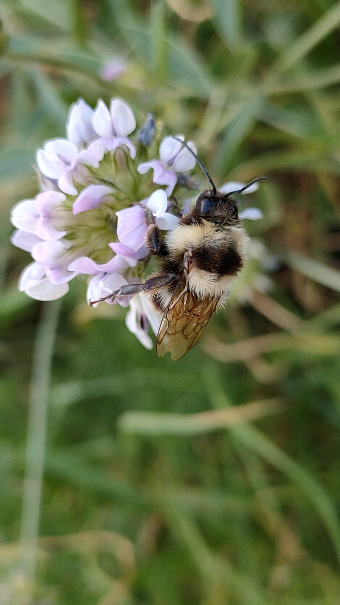 Bombus ruderatus (Fabricius, 1775)