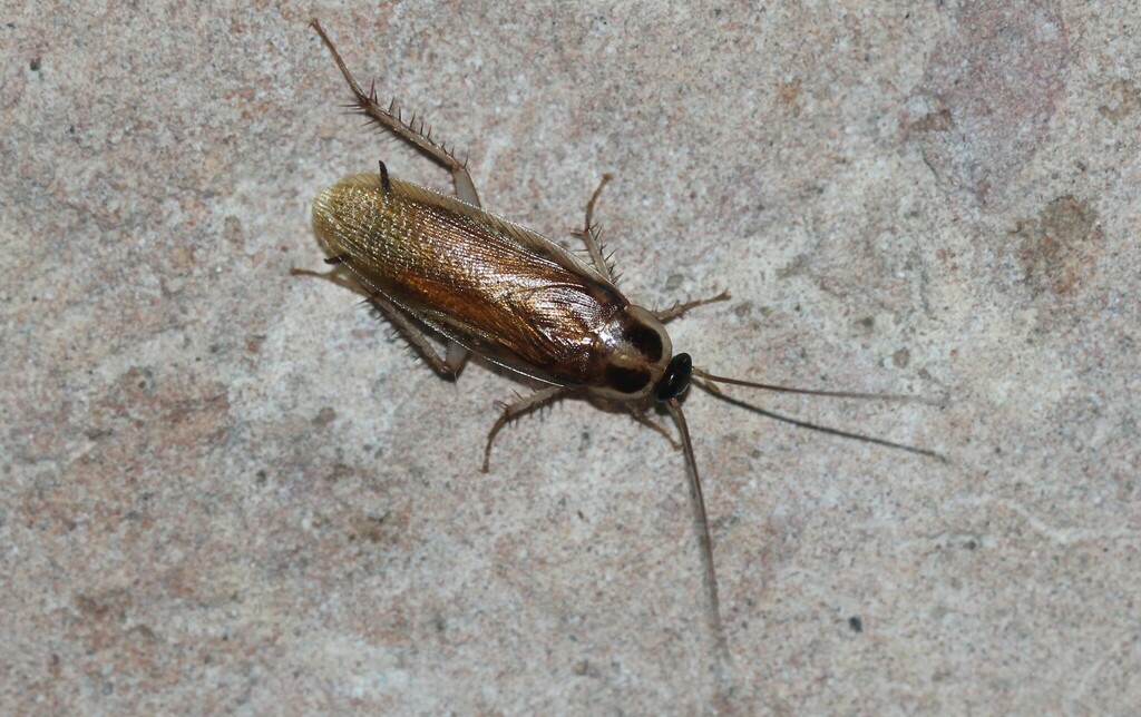 Bilunate Cockroach from South Side, Corpus Christi, TX, USA on April 1 ...