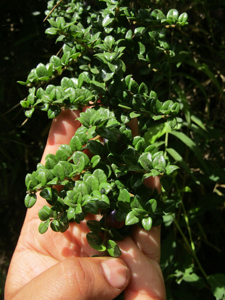 Prickly myrtle from Concepcion, Bío Bío, Chile on March 27, 2023 at 12: ...