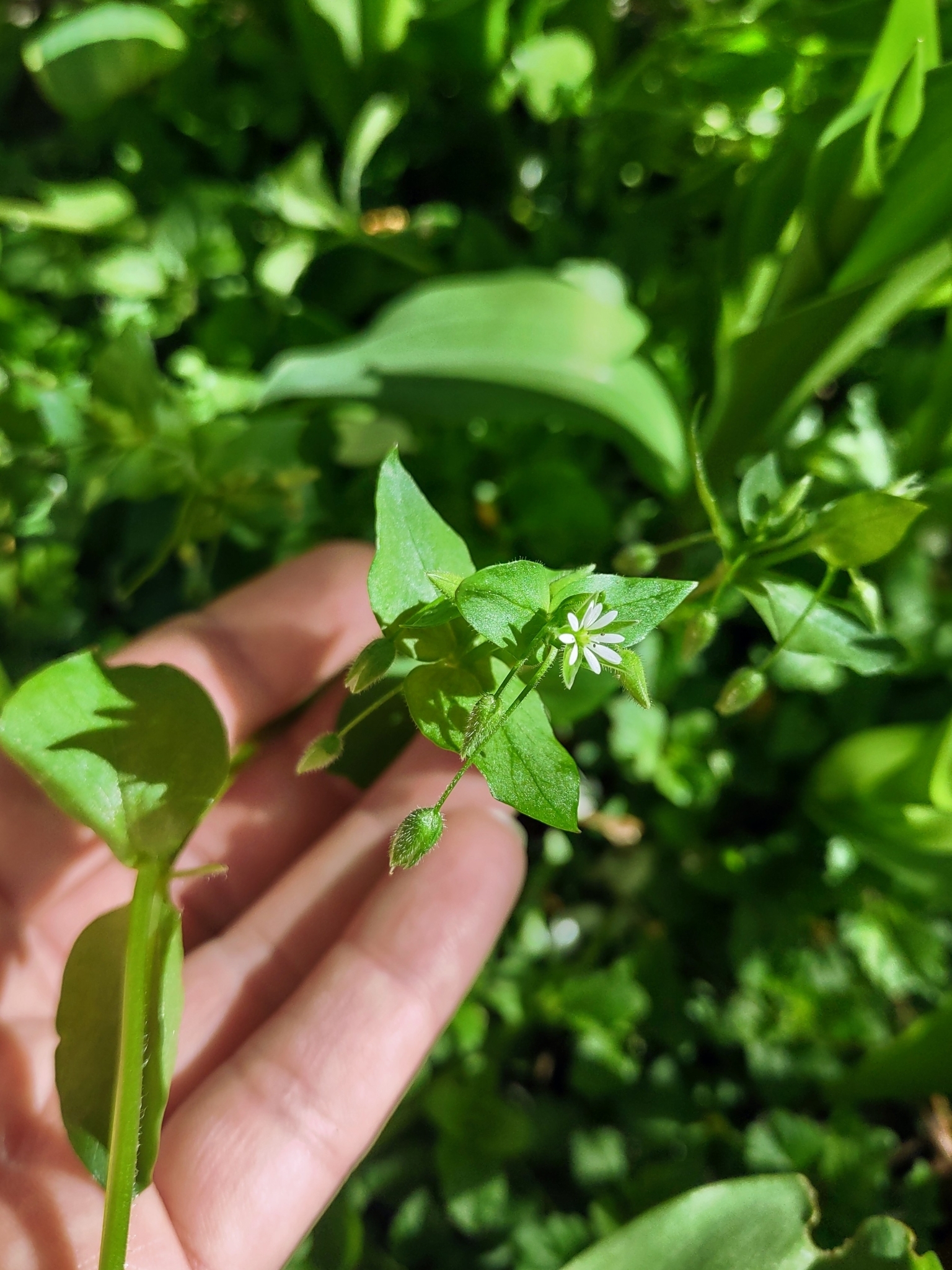 Stellaria neglecta (Lej.) Weihe