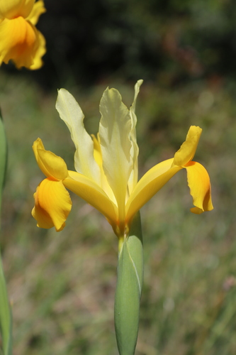 variedad Iris xiphium lusitanica · NaturaLista Colombia