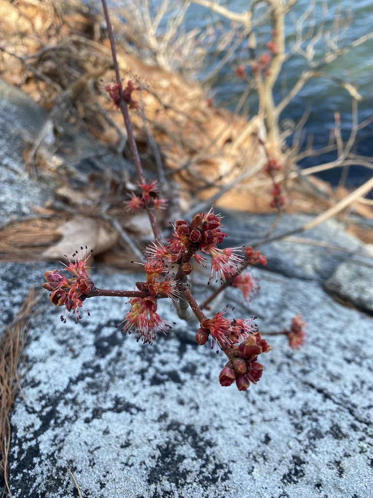 red maple from Kinnelon, NJ, US on April 2, 2023 at 03:06 PM by ...
